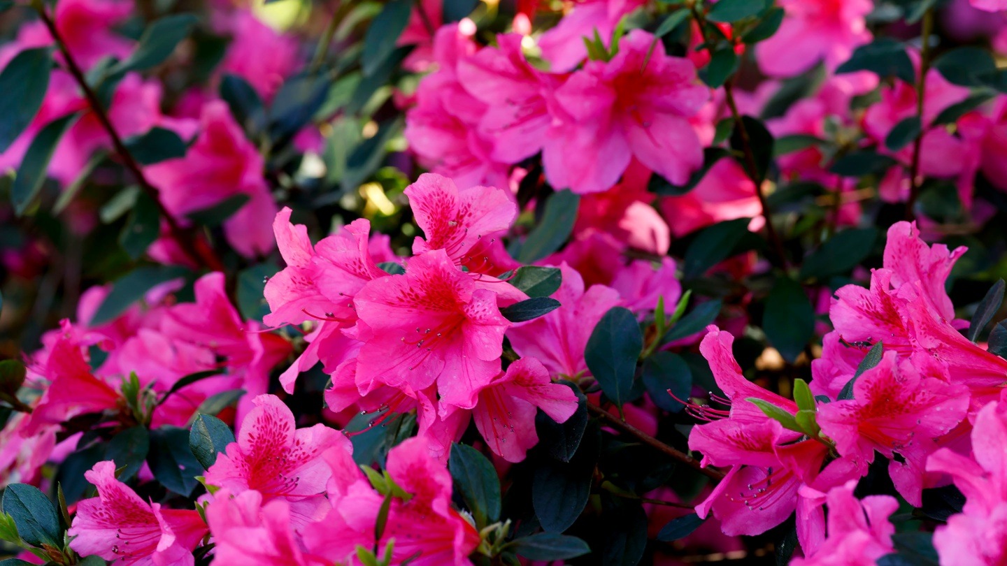 Augusta National Practice Round