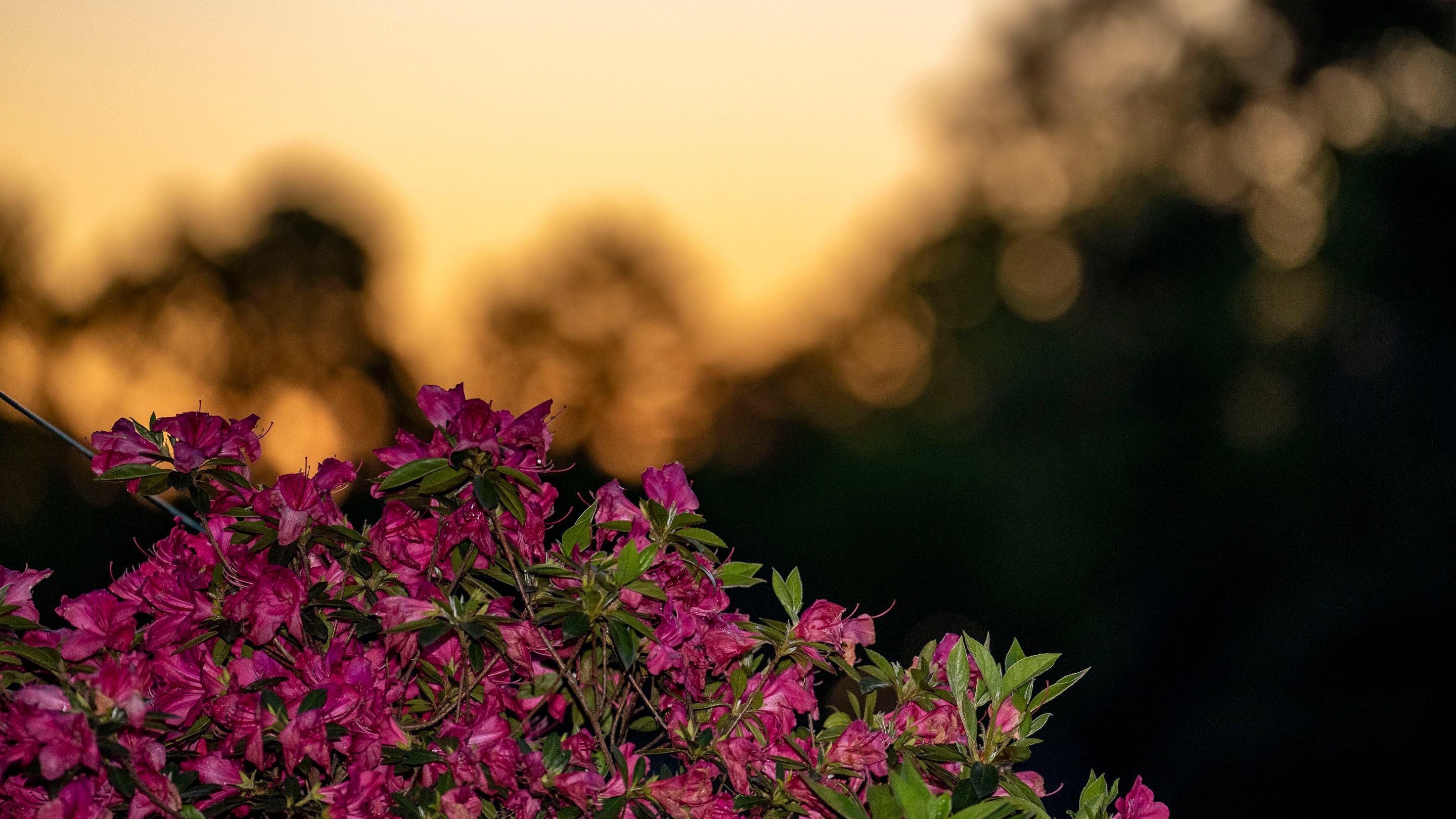 Good Morning from Augusta National